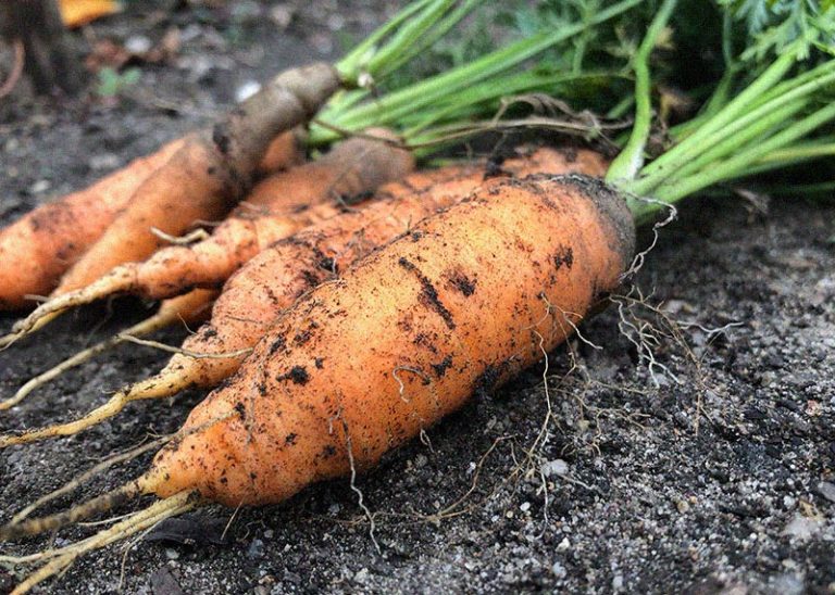 Organic Farm – SunnyOrchard